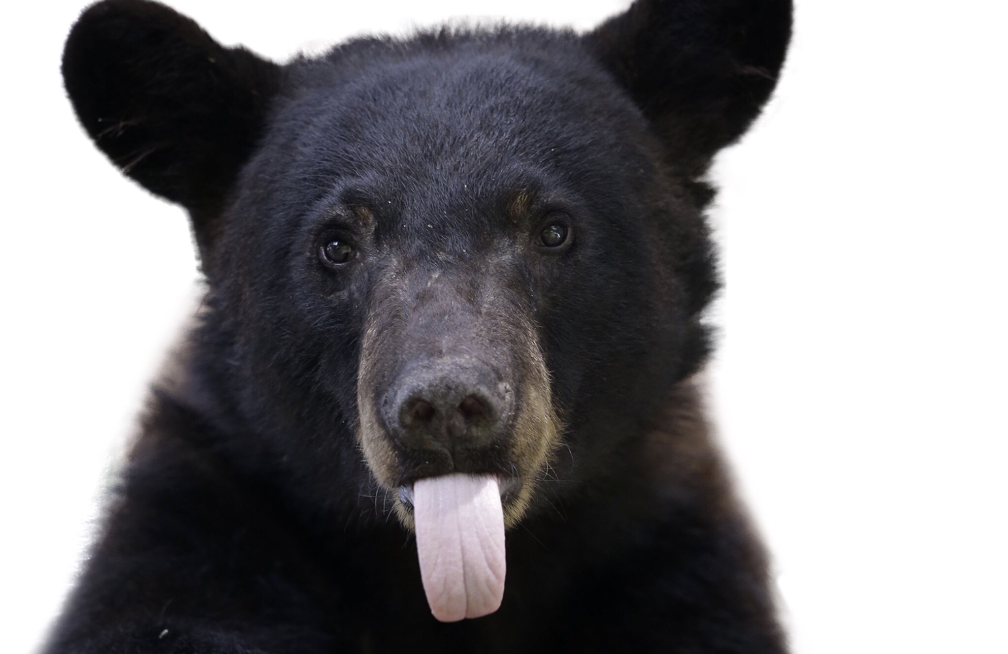 Molasses Bear – Just East Of Crazy Land